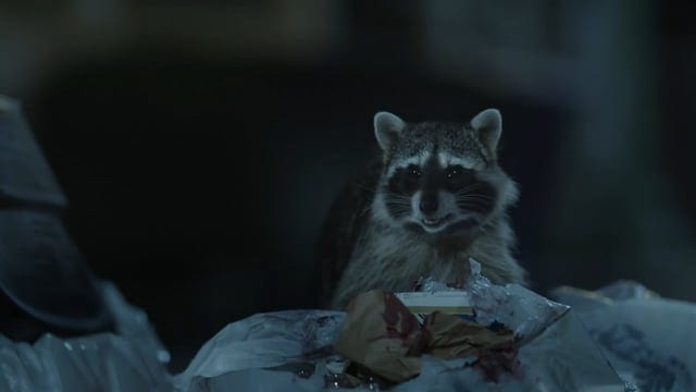 GEICO: Raccoons, C'mon Try It! - DAILY COMMERCIALS