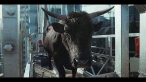 MoneySuperMarket: Money Calm Bull - DAILY COMMERCIALS